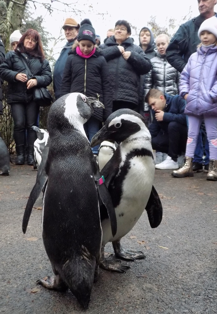 Tuti téli totyogás: pingvinséta! – roziutazik.hu