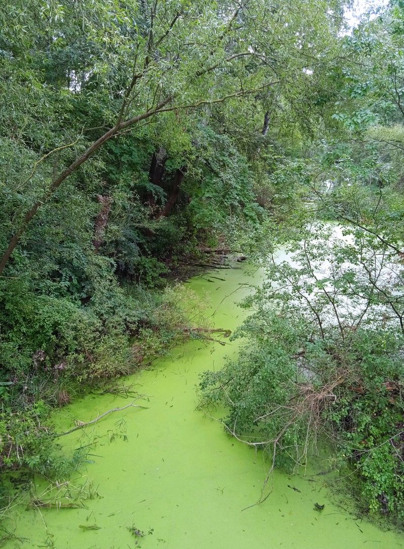 Legyél te is lápnok! Dunakeszi, Teknős Tanösvény – roziutazik.hu